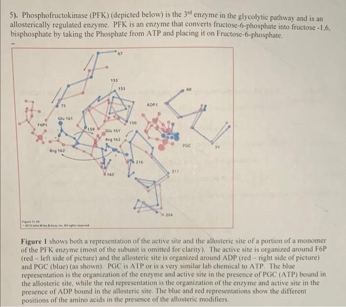 Solved 5). Phosphofructokinase (PFK) (depicted below) is the | Chegg.com