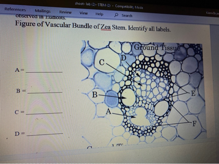 Solved shoot-lab (2)- STEM (3) - Compatibility Mode | Chegg.com
