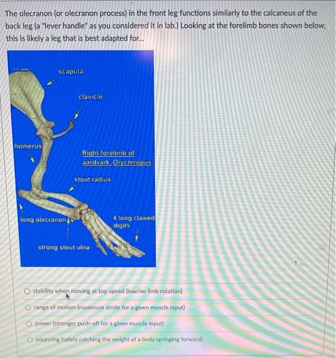 Solved The olecranon (or olecranon process) in the front leg | Chegg.com