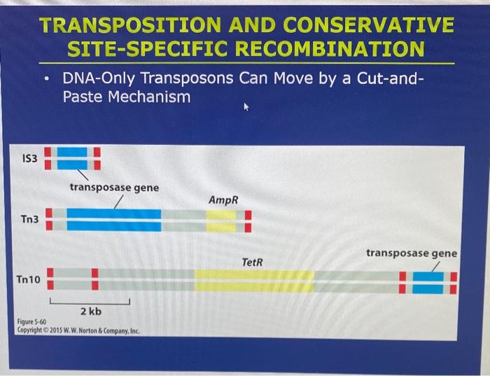Solved TRANSPOSITION AND CONSERVATIVE SITE-SPECIFIC | Chegg.com