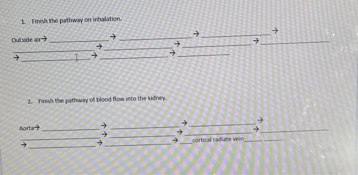 Solved 3. Finish the pathway of filtrate formation and flow | Chegg.com