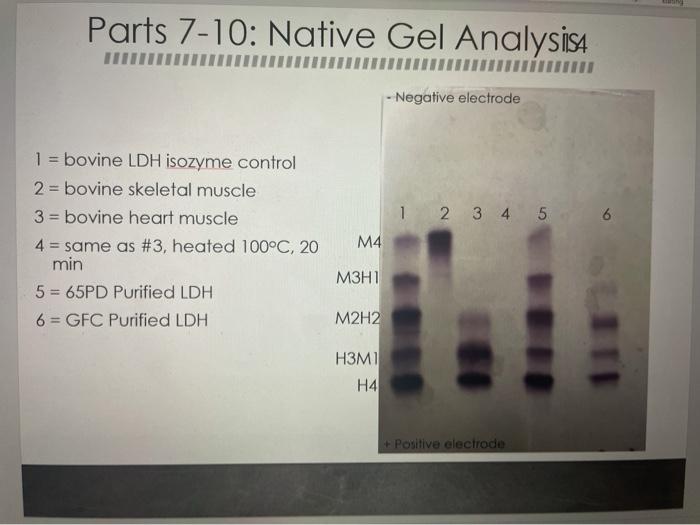 Solved Parts 7-10: Native Gel Analysisa - Negative electrode | Chegg.com