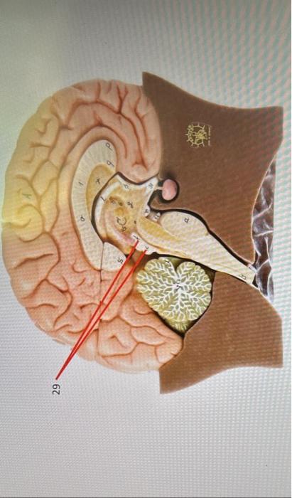 Solved help me identify each label | Chegg.com