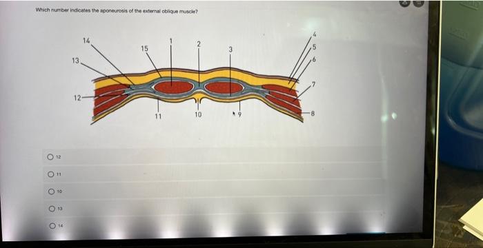 Solved Which number indleates the aponeurosis of the | Chegg.com