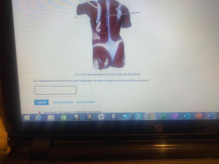Solved LT-VA16 Life-size Muscle Torso.27-part.38 Scientific | Chegg.com