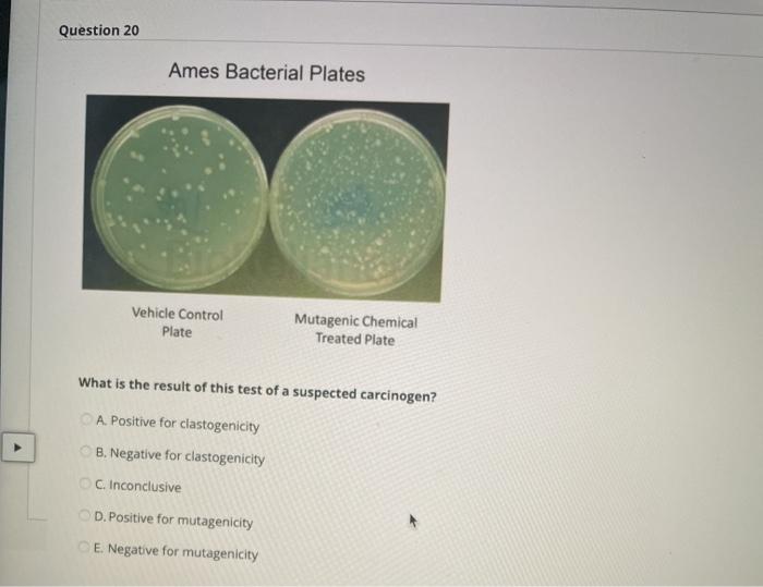 Solved Question 20 Ames Bacterial Plates Vehicle Control | Chegg.com