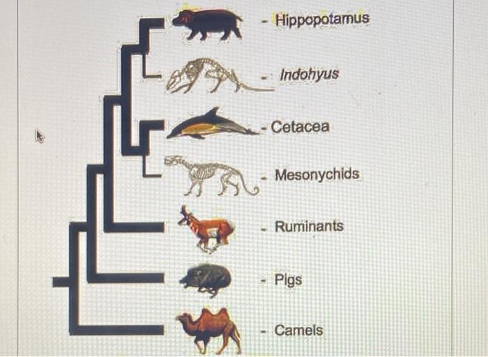 Solved Hippopotamus Indohyus - Cetacea Mesonychids Ruminants | Chegg.com