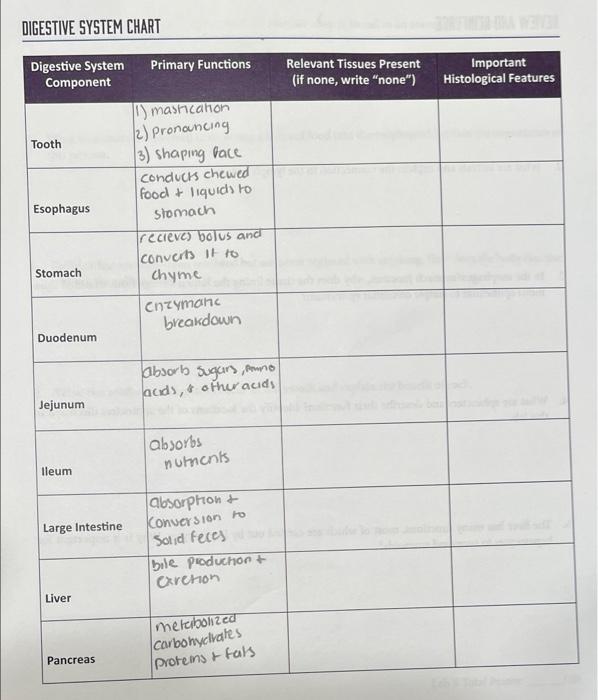 Solved DIGESTIVE SYSTEM CHART Primary Functions Digestive | Chegg.com