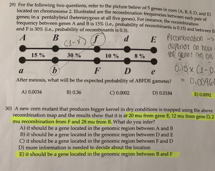 Solved ) A new corn mutant that produces bigger kernel in | Chegg.com