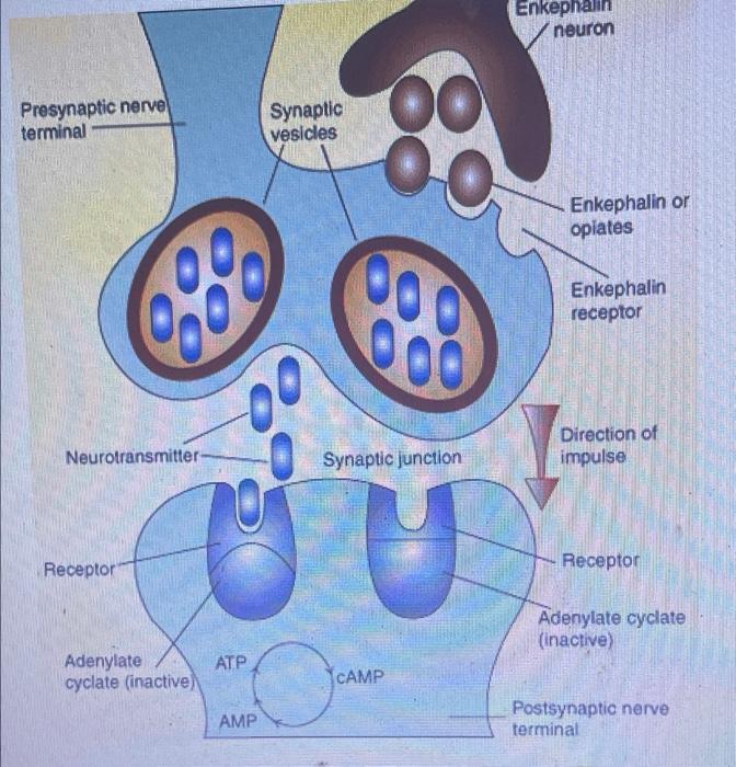Solved I'm researching the biochemistry of drug addiction. I | Chegg.com