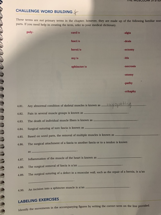 Solved THE MUSCULAR 51512 CHALLENGE WORD BUILDING These | Chegg.com