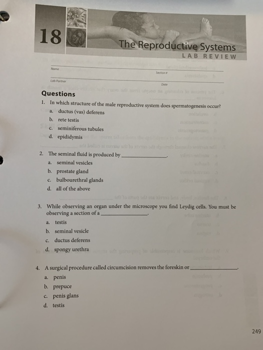 Solved The Reproductive Systems LAB REVIEW Questions 1. In | Chegg.com