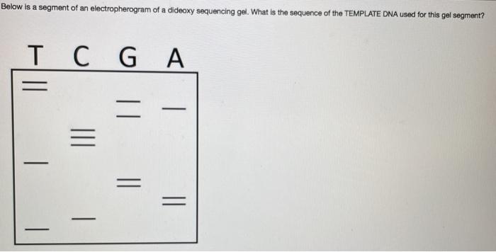 Solved Below is a segment of an electropherogram of a | Chegg.com