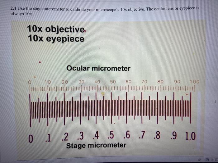 Solved Your current magnification is At this magnification, | Chegg.com