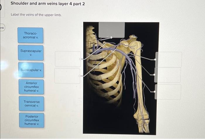 Solved 10 Shoulder and arm veins layer 4 part 2 Label the | Chegg.com
