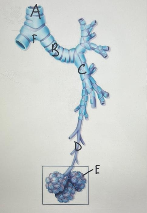 Solved Identify the following structures of the lower | Chegg.com