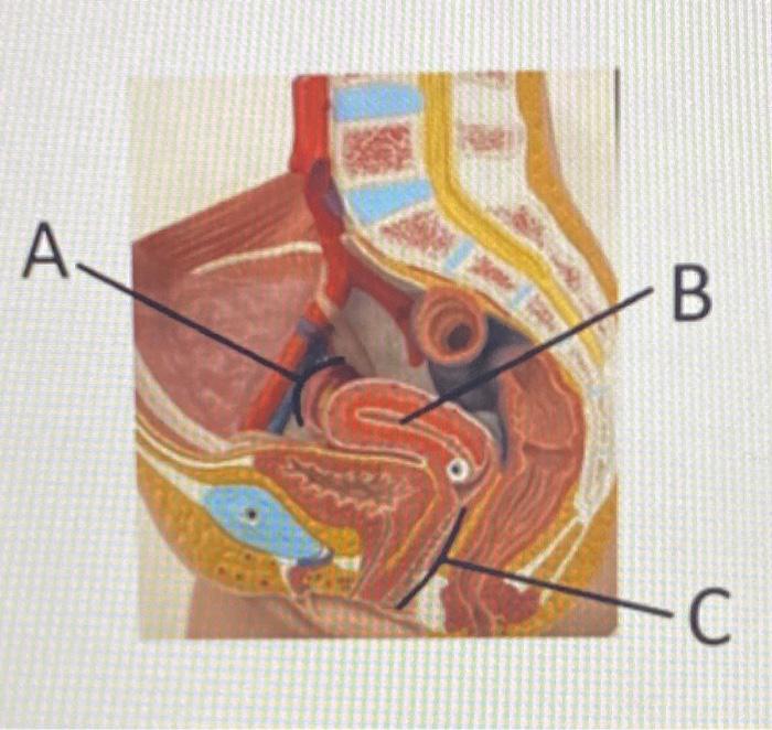 Solved Identify the labeled structures. Additionally, | Chegg.com