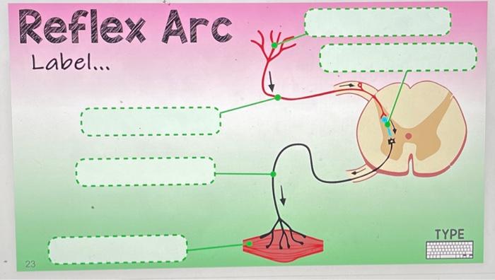 Solved Reflex Arc Label... | Chegg.com Solved Reflex Arc Label... | Chegg.com