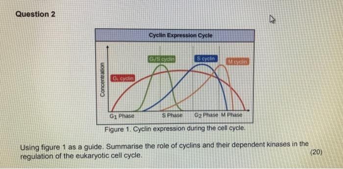 Solved Question 2 N Cyclin Expression Cycle G/s cyclin S | Chegg.com