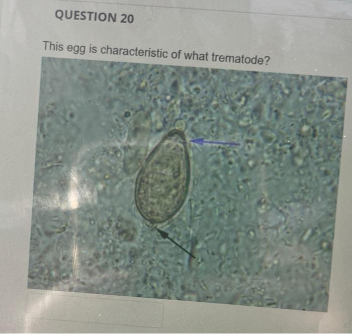Solved QUESTION 20 This egg is characteristic of what | Chegg.com