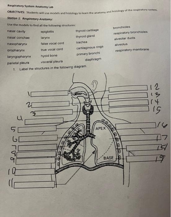 Solved Respiratory System Anatomy Lab OBJECTIVES: Students | Chegg.com