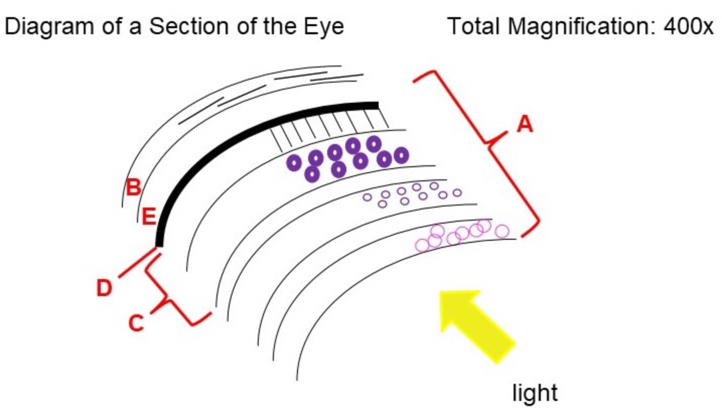 Solved Diagram of of the EyeMagnification: 400xlabel | Chegg.com