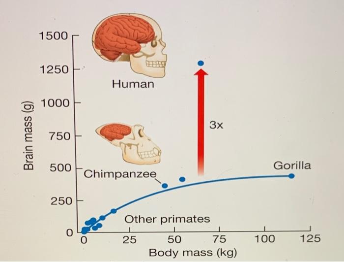 Solved 1500 1250 Human 1000 3x 750 Brain mass Gorilla 500 | Chegg.com