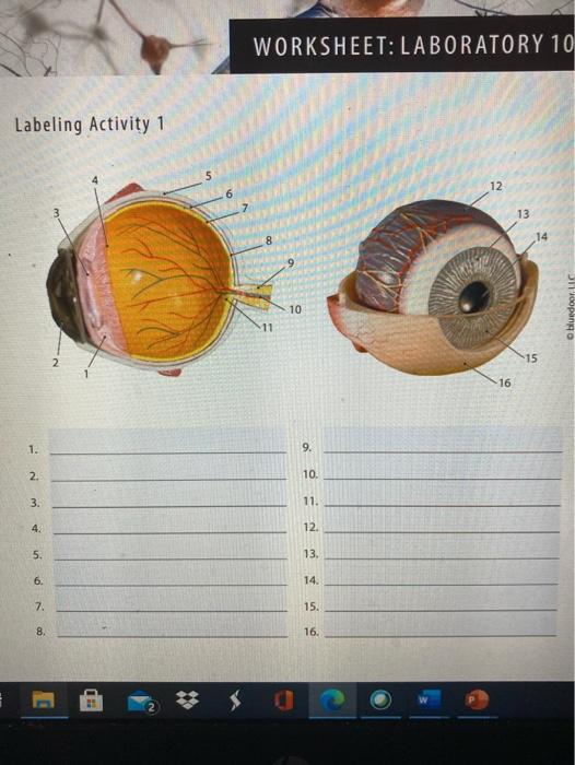 Solved WORKSHEET: LABORATORY 10 Labeling Activity 1 12 13 8 | Chegg.com