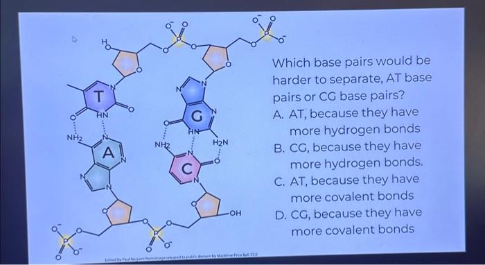 Solved Which base pairs would be harder to separate, AT base | Chegg.com