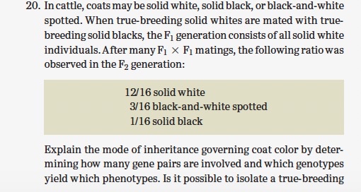 Solved In cattle, coats may be solid white, solid black, or | Chegg.com