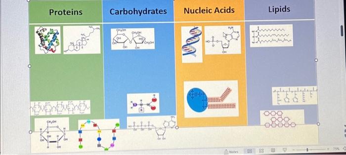 Solved which images are proteins, carbs, nucleic acids, and | Chegg.com