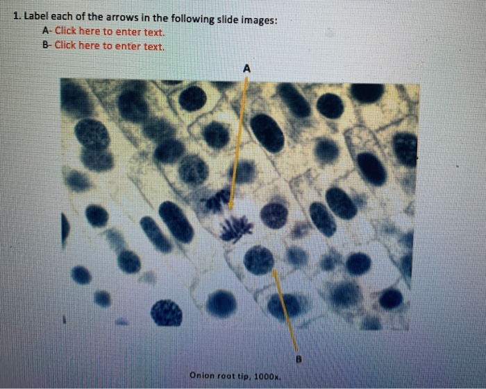 Solved 1. Label each of the arrows in the following slide | Chegg.com