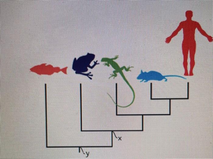 Solved Q4: Redraw one of the trees in Fig. 1, adding two | Chegg.com