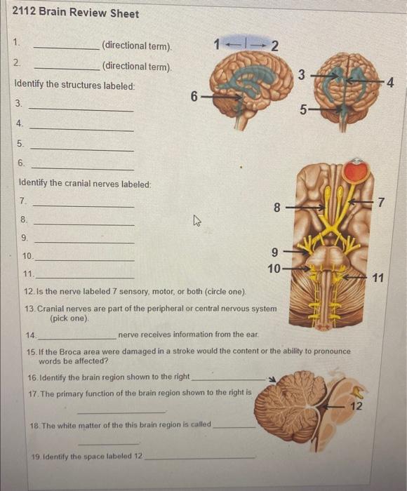 Solved 12 Brain Review Sheet Name: Identify the brain region | Chegg.com