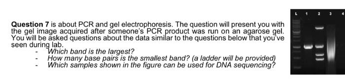 Solved Question 7 is about PCR and gel electrophoresis. The | Chegg.com