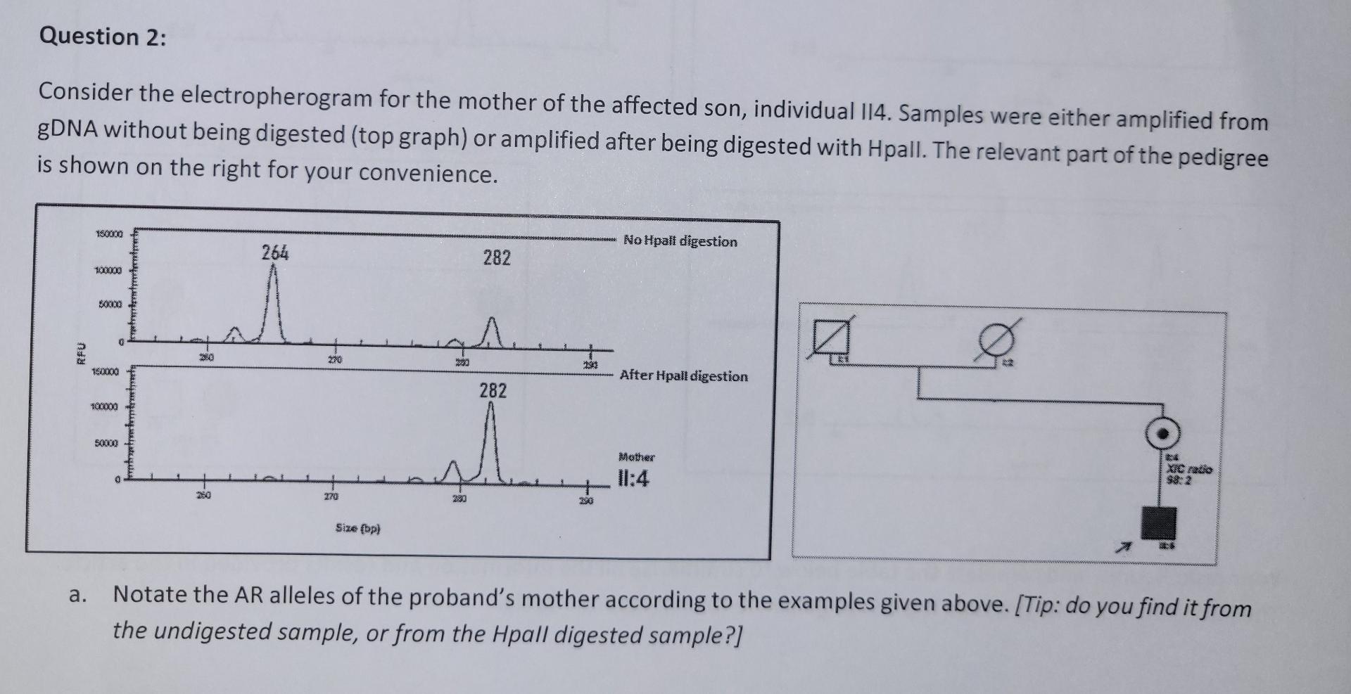 Consider the electropherogram for the mother of the | Chegg.com
