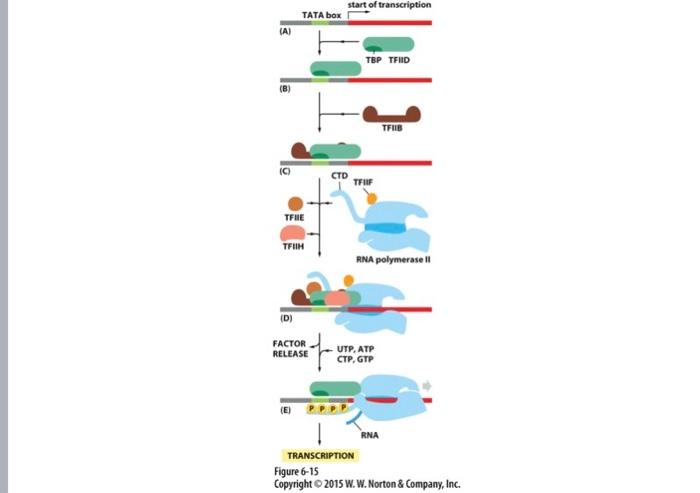 Solved start of transcription TATA box (A) TBP TFIID TFIIB | Chegg.com