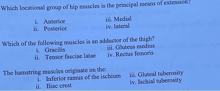 Solved Which locational group of hip muscles is the | Chegg.com