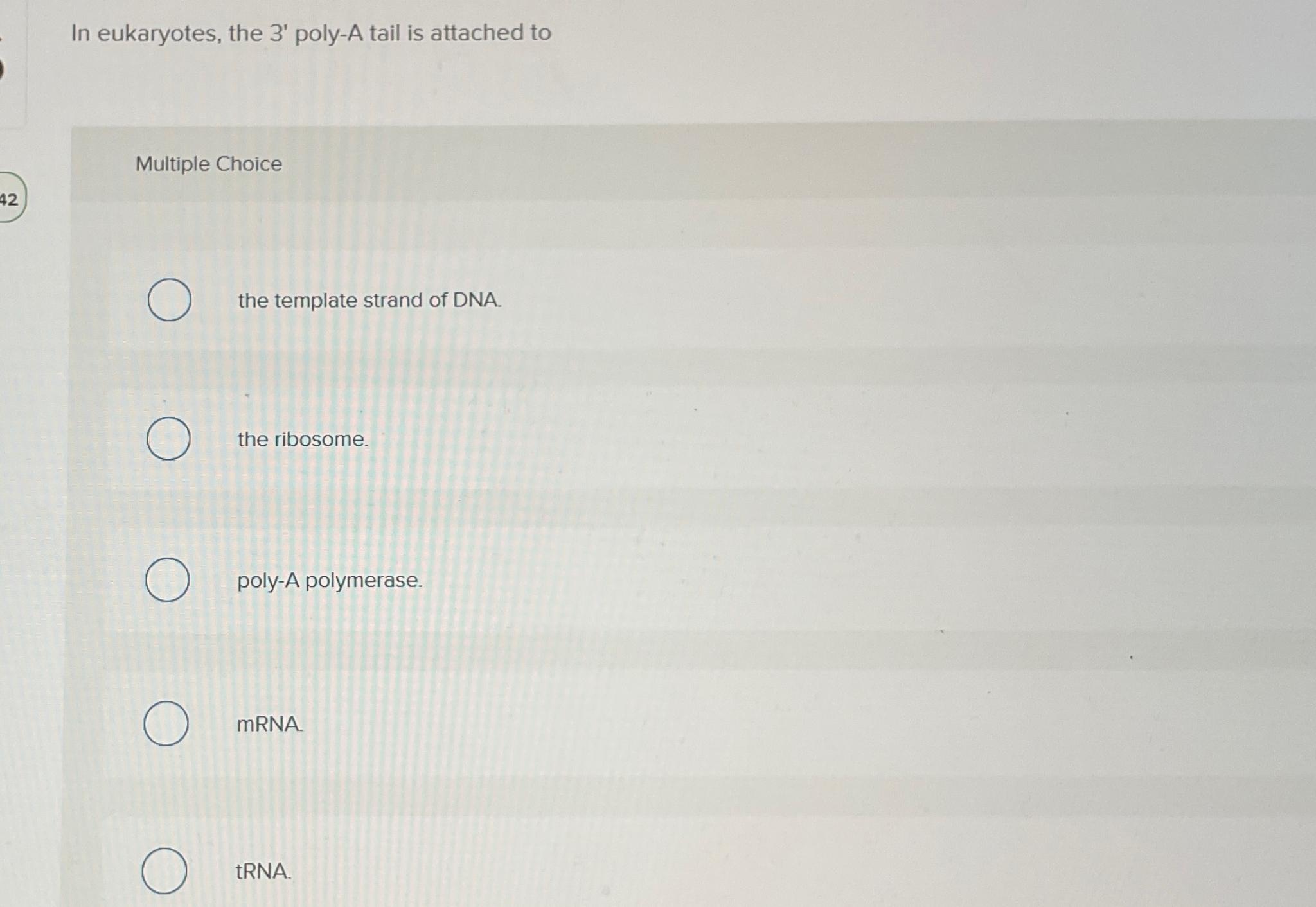 Solved In eukaryotes, the 3' ﻿poly-A tail is attached | Chegg.com