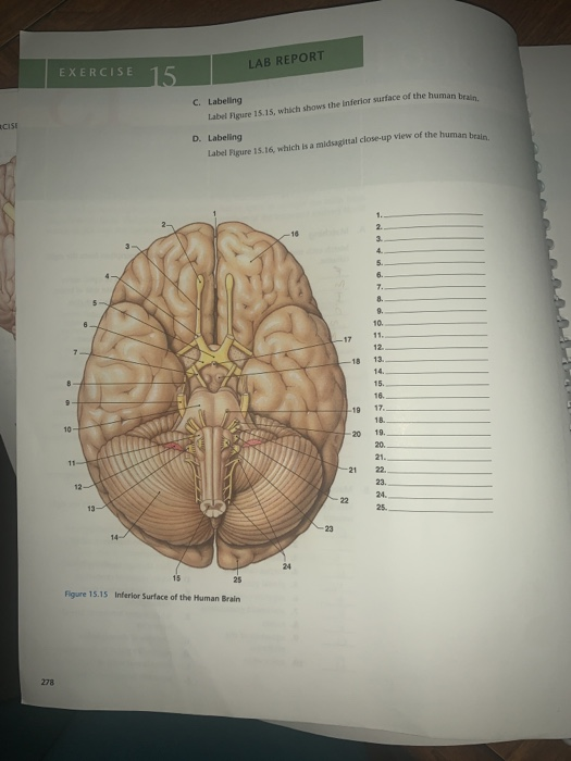 Solved LAB REPORT EXERCISE 15 C. Labelling Label Figure | Chegg.com