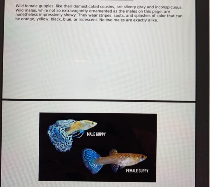 Solved II. Sexual Selection in Guppies Lab Manual Activity | Chegg.com