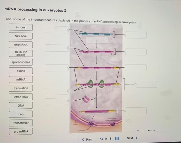 Solved mRNA processing in eukaryotes 2 Label some of the | Chegg.com