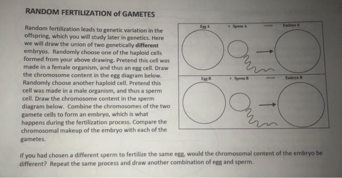 Solved RANDOM FERTILIZATION of GAMETES LEA + Sperma abu For | Chegg.com