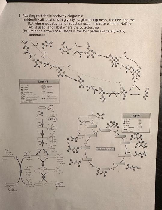 6. Reading metabolic pathway diagrams: (a) Identify | Chegg.com 6. Reading metabolic pathway diagrams: (a) Identify | Chegg.com