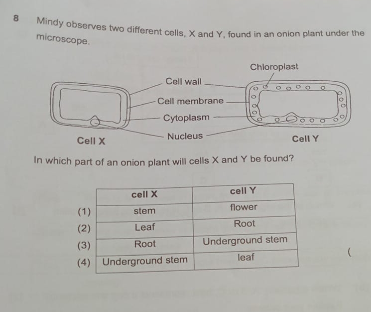 Solved 8 ﻿Mindy observes two different cells, x ﻿and Y, | Chegg.com