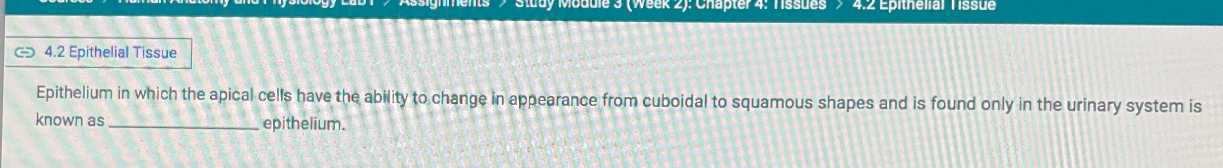 Solved 4.2 ﻿Epithelial TissueEpithelium in which the apical | Chegg.com