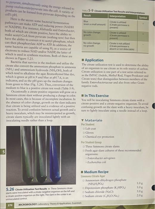 Amino Acid Decarboxylation (Decarboxylase Tests) | Chegg.com