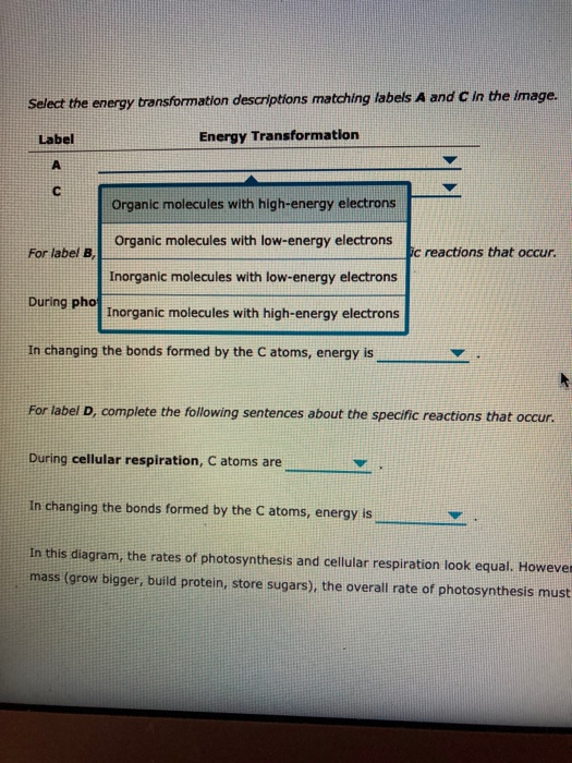 Solved 6. Converting energy in photosynthesis and cellular | Chegg.com