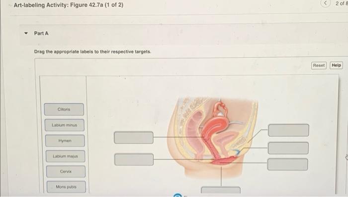 Solved Art-labeling Activity: Figure 42.7a (1 of 2) 2 of | Chegg.com