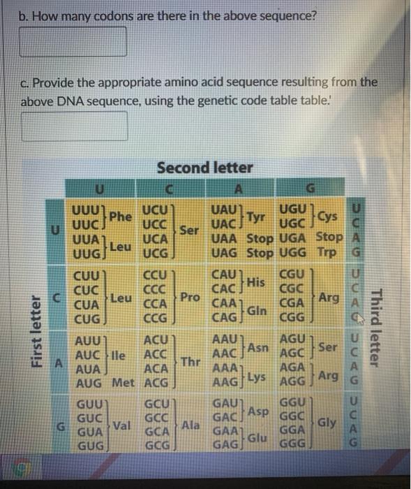 b. How many codons are there in the above sequence? | Chegg.com